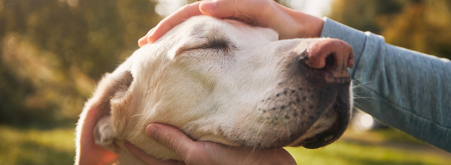 Pet Adoption Process